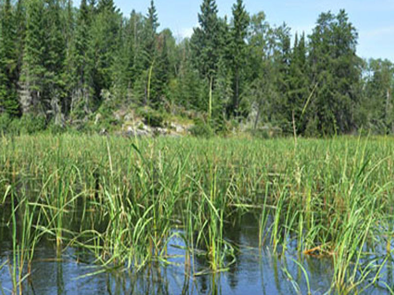 What is Organic Wild Rice? – ChocolaTree Organic Oasis